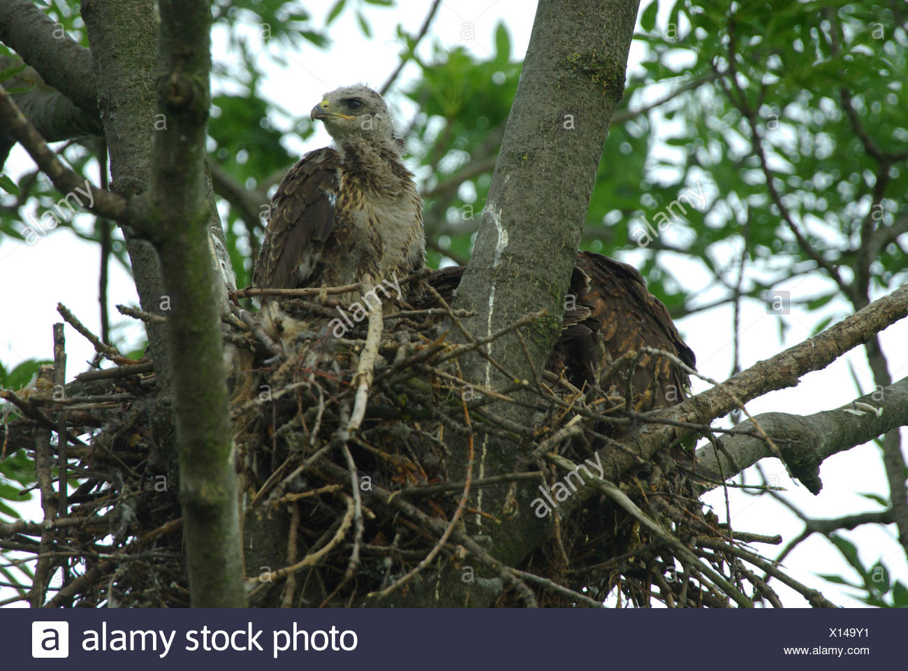 Buteo Buteo Common Buzzard Nest Stock Photos & Buteo Buteo Common ...