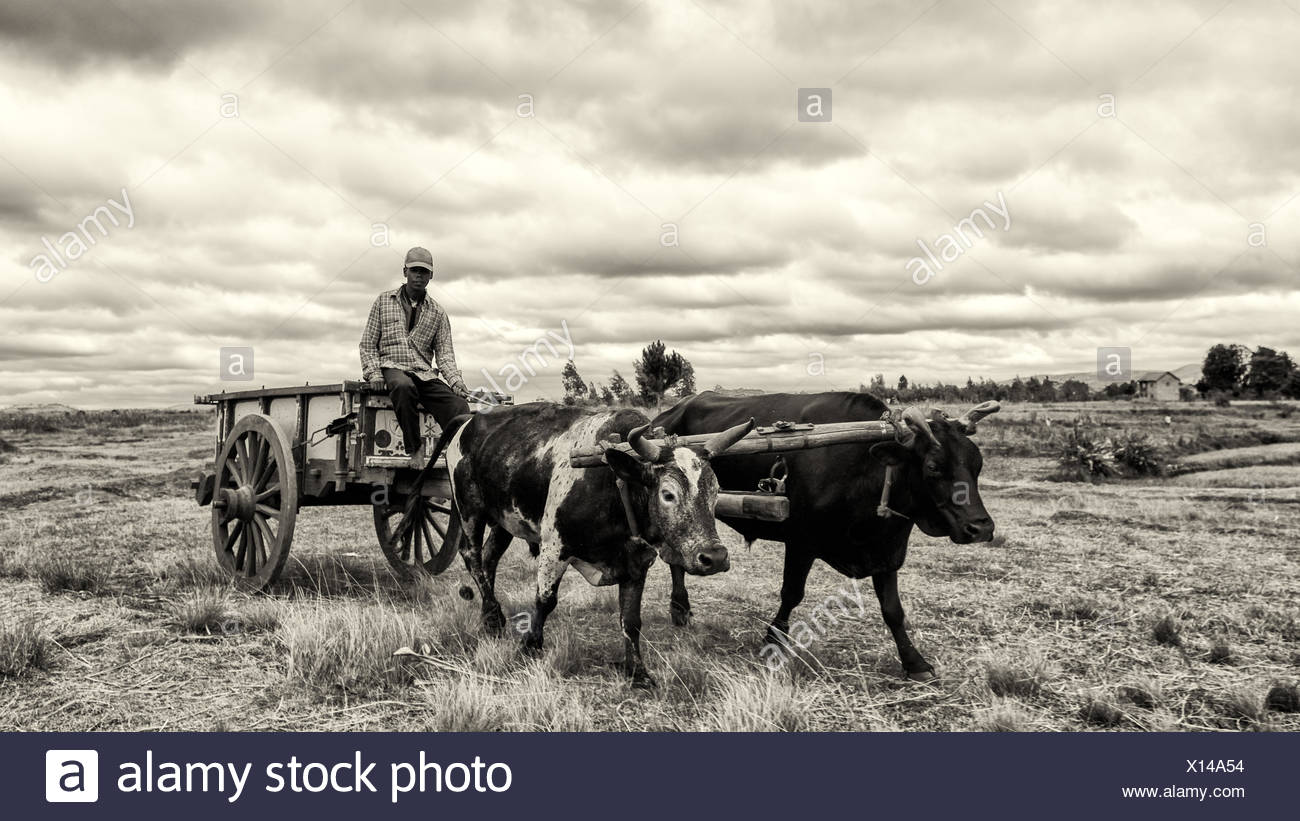 Oxen Pulling Cart High Resolution Stock Photography and Images - Alamy