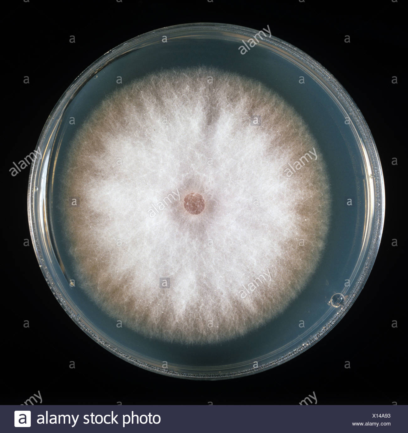 Fusarium Stock Photos & Fusarium Stock Images - Page 3 - Alamy