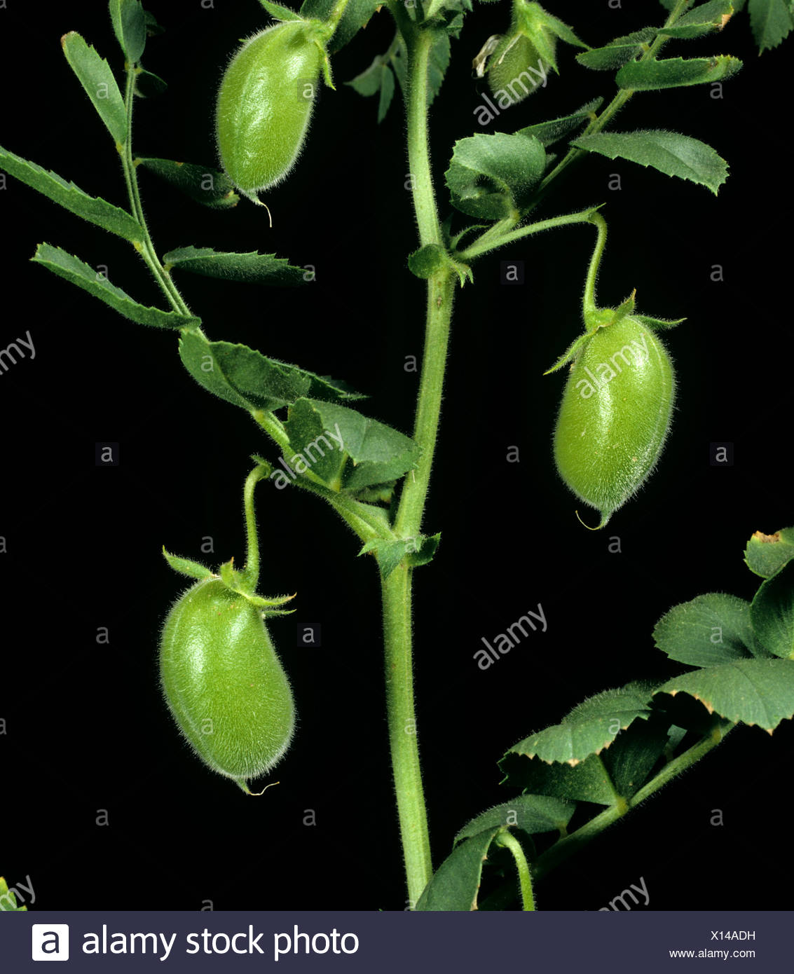 Cicer Arietinum High Resolution Stock Photography and Images - Alamy