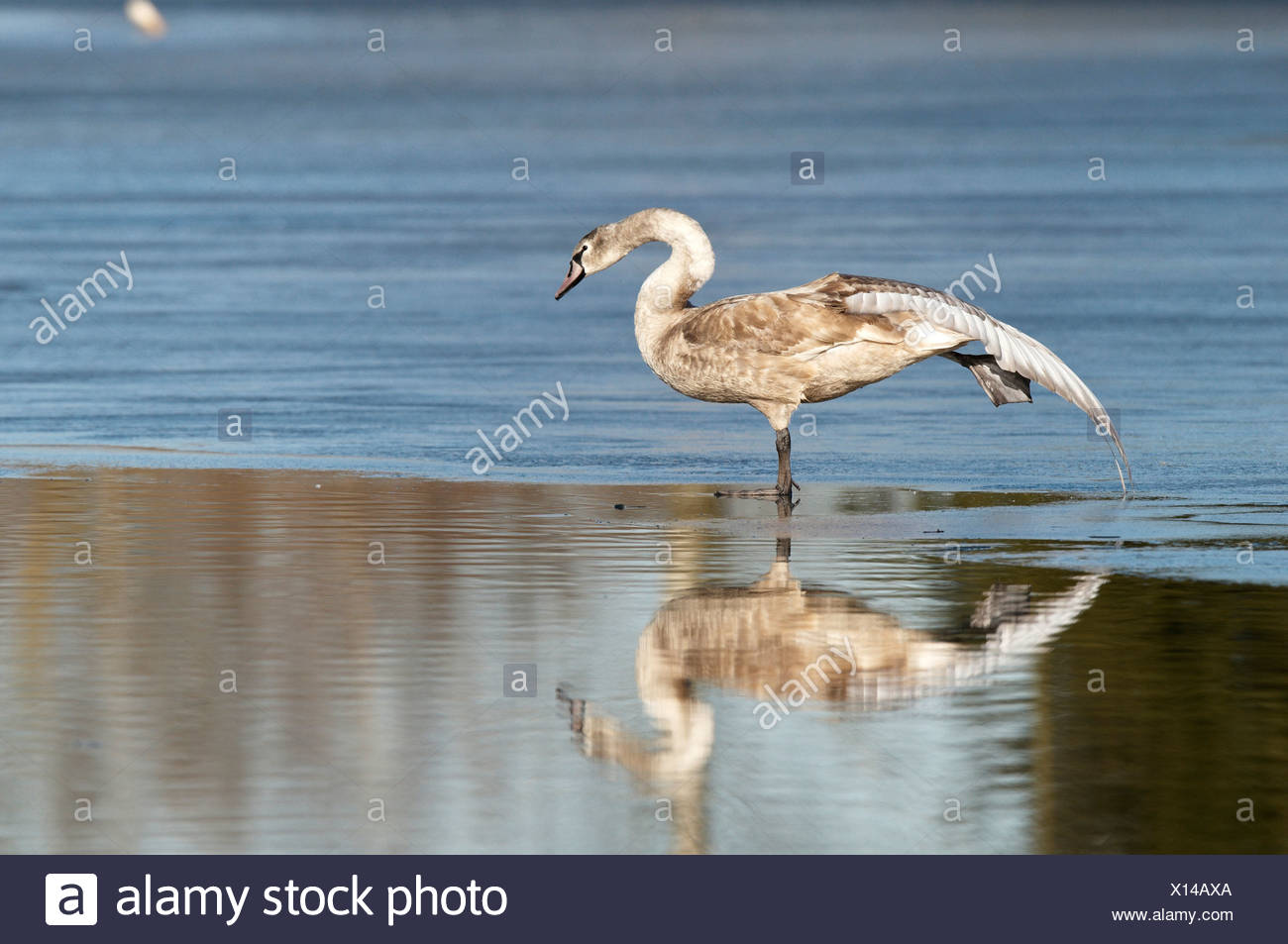 Animal Bird Swan Birds Feet High Resolution Stock Photography and ...