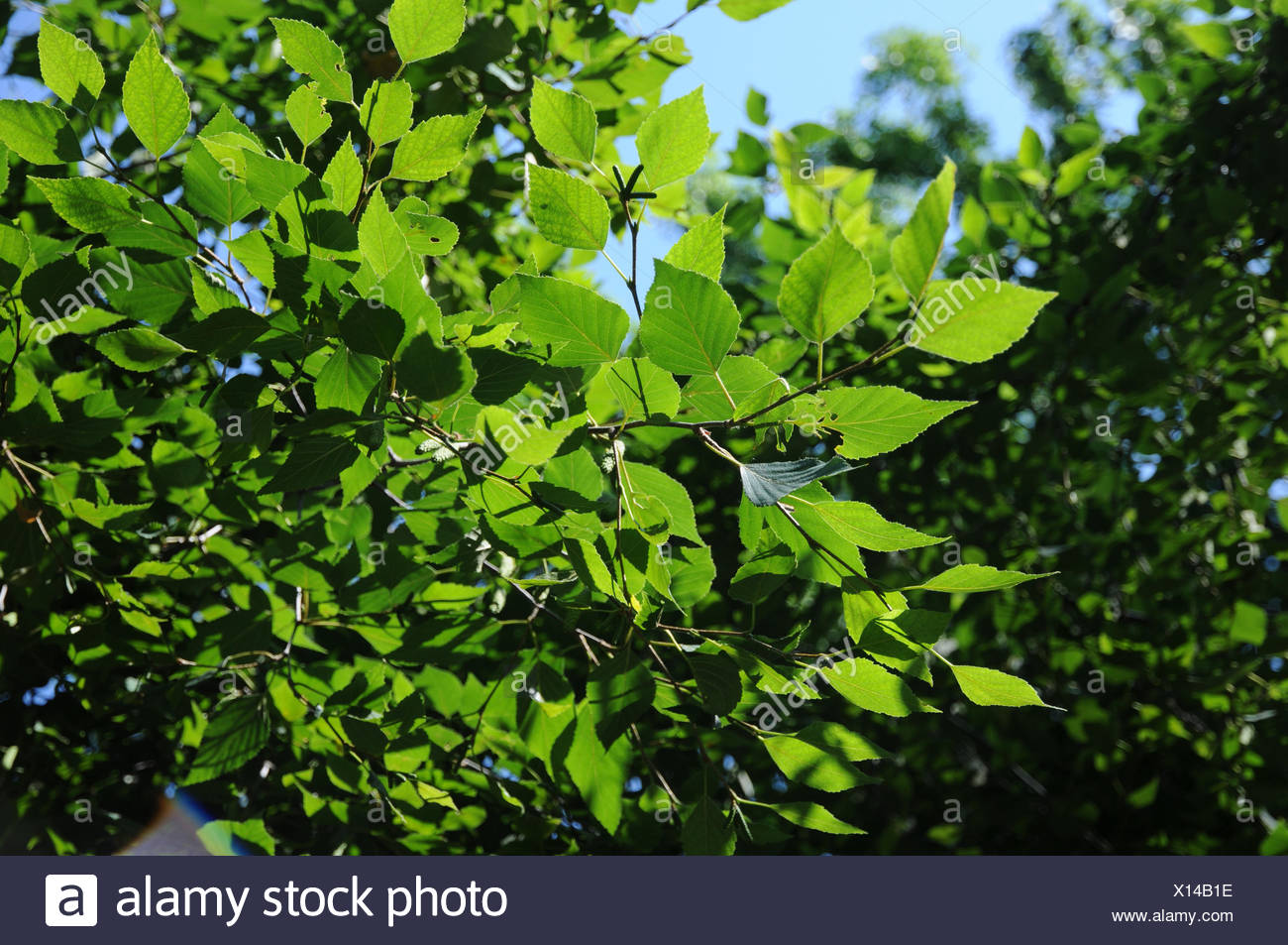 American White Birch Trees High Resolution Stock Photography and Images ...