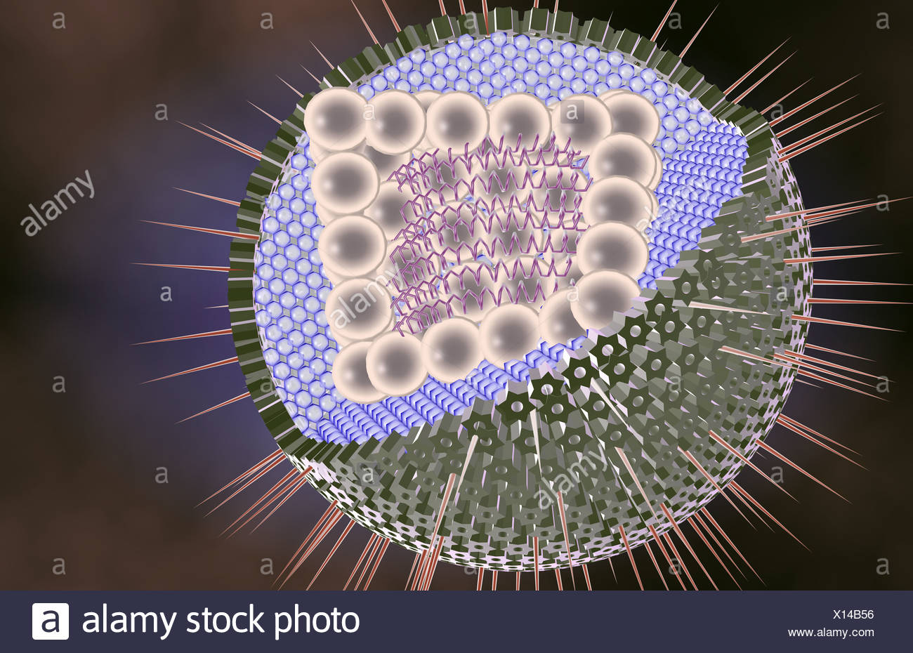 Viral Wart High Resolution Stock Photography and Images - Alamy