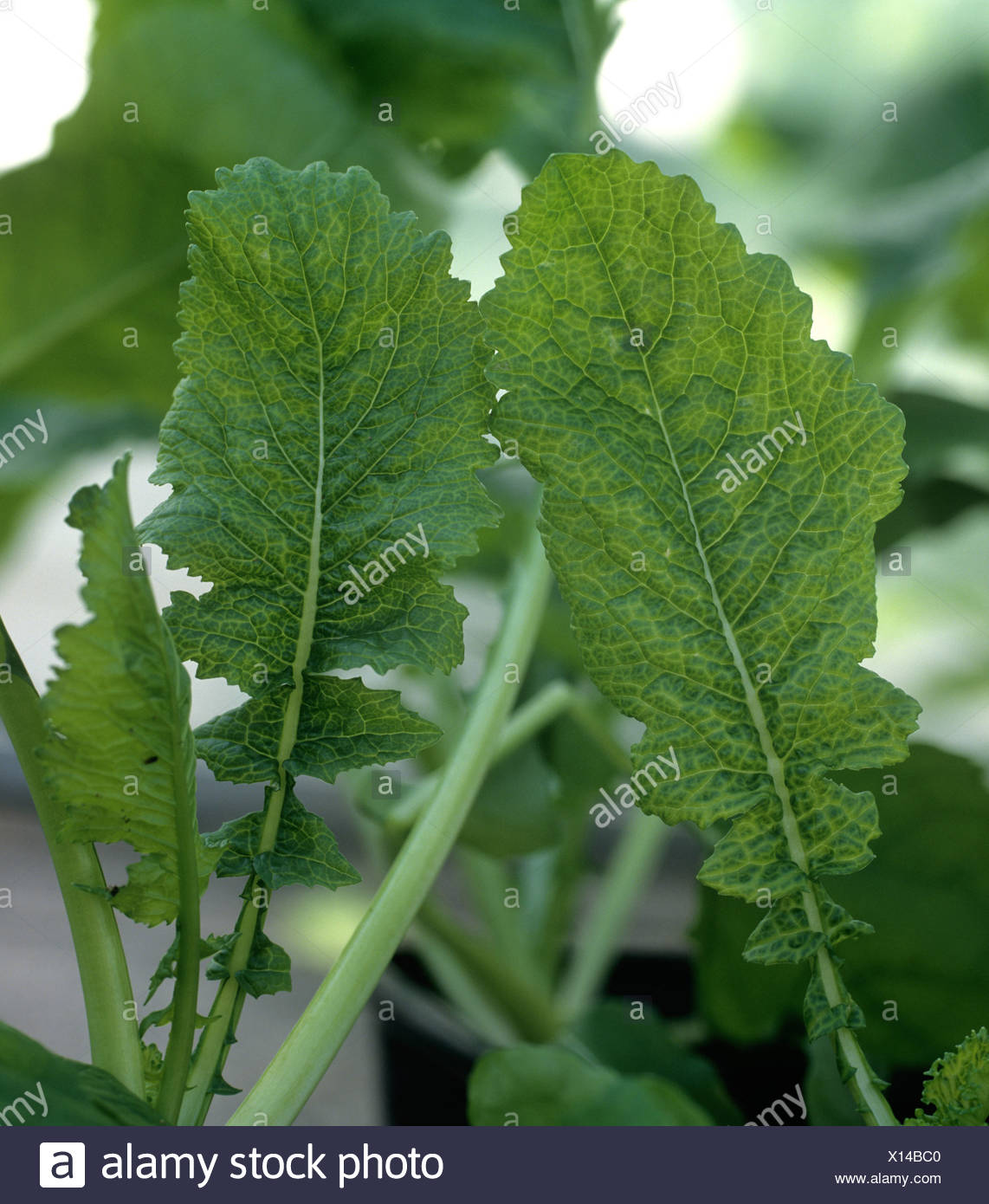 Cauliflower Mosaic Virus High Resolution Stock Photography and Images ...