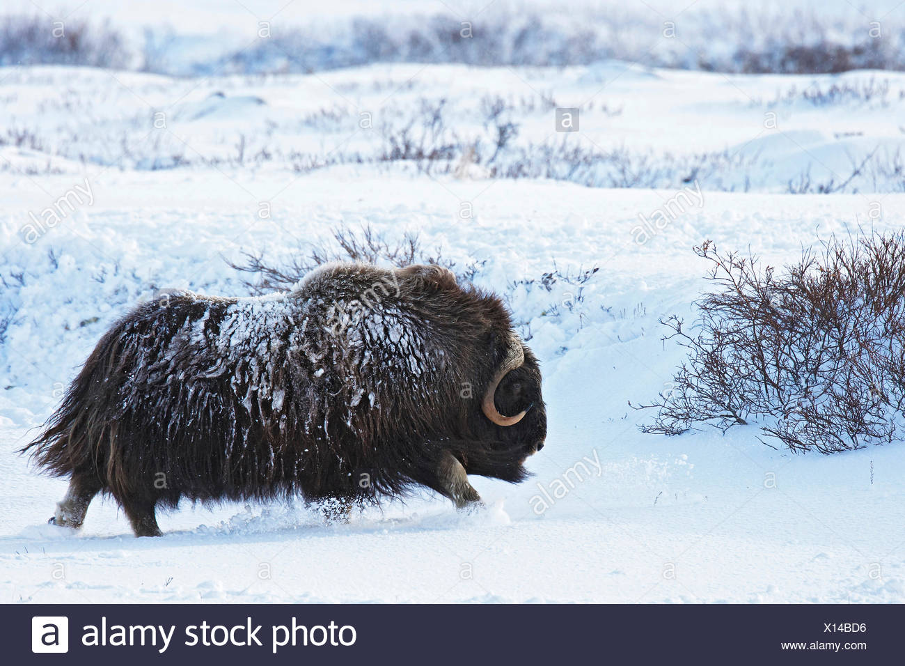 Musk Ox Snow High Resolution Stock Photography and Images - Alamy