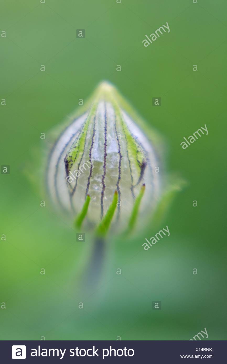 Kenaf Plant High Resolution Stock Photography and Images - Alamy