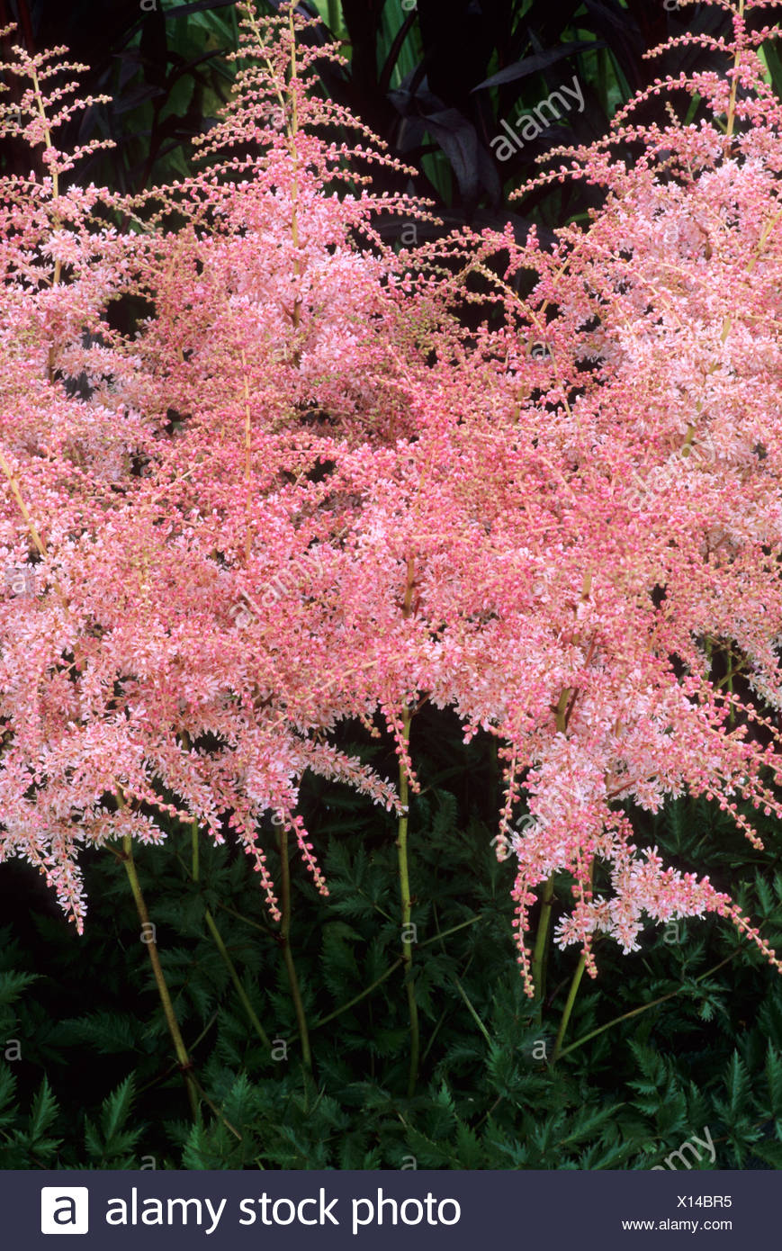 Pink Astilbes High Resolution Stock Photography and Images - Alamy