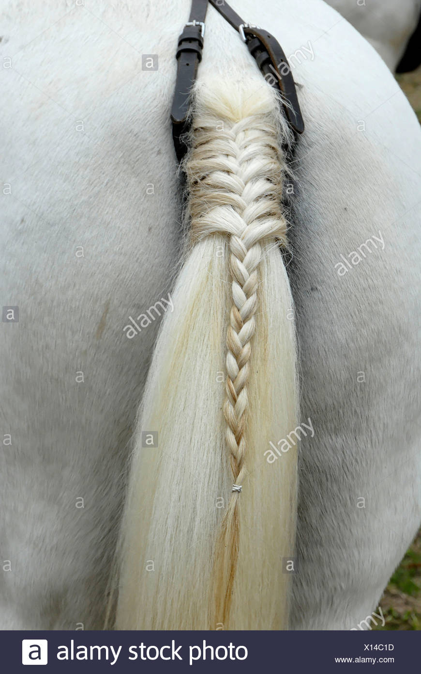 Horse Tail Braid Stock Photos & Horse Tail Braid Stock Images - Alamy