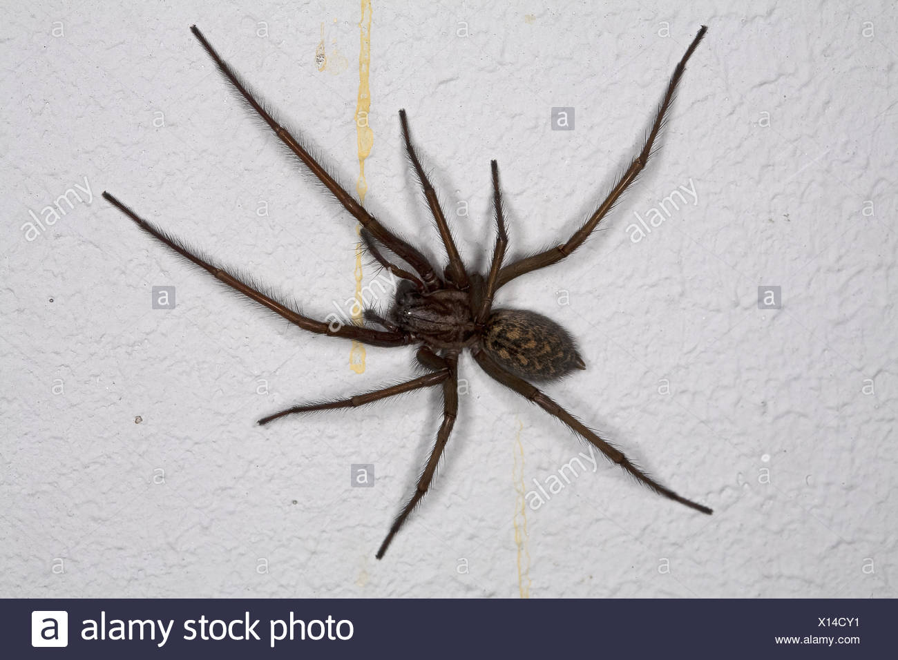 House Spider Dust Spider Dustbunny High Resolution Stock Photography ...