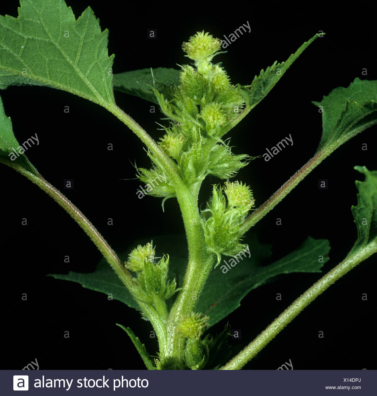 Cocklebur High Resolution Stock Photography and Images - Alamy
