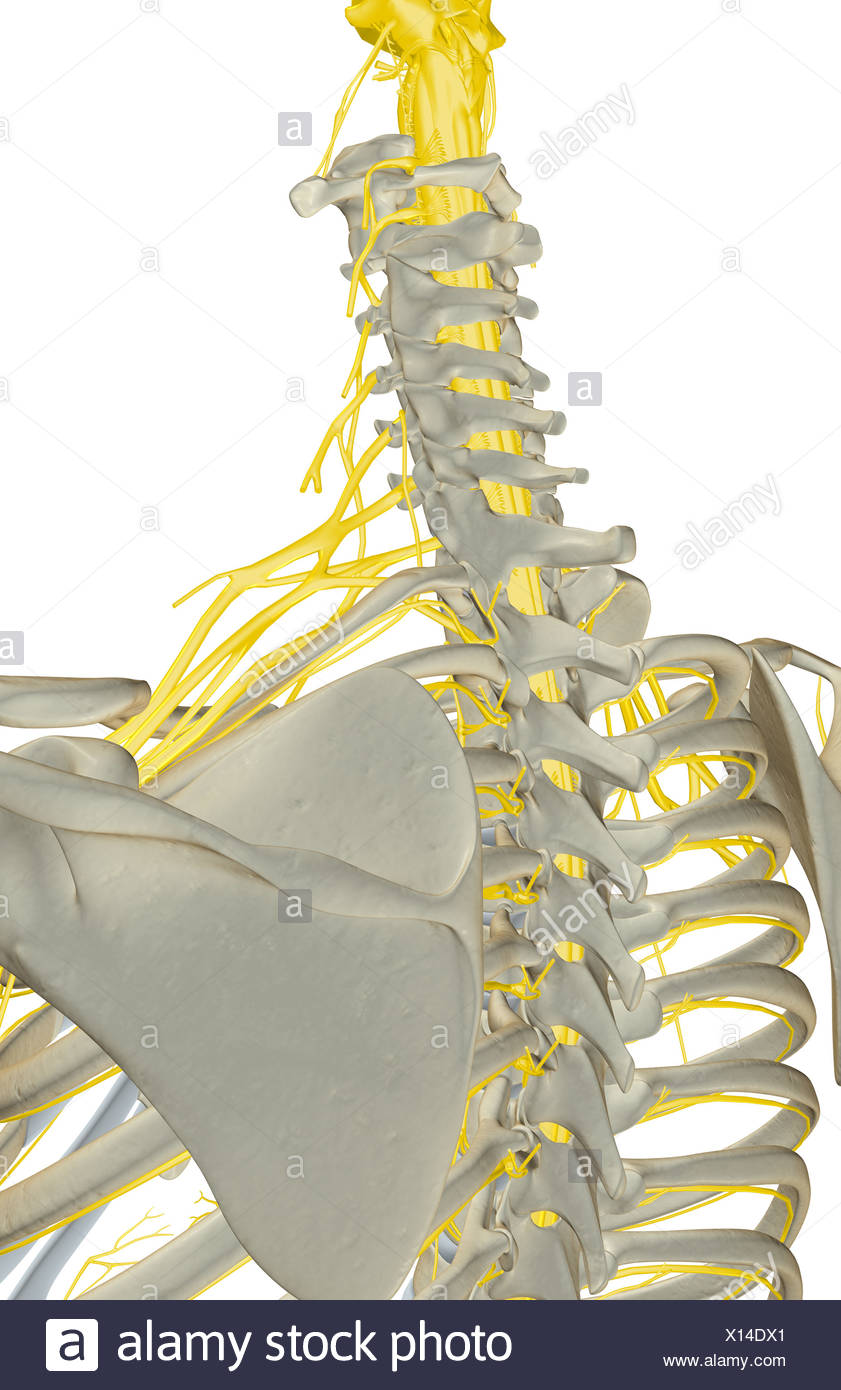Thoracic Spinal Nerves High Resolution Stock Photography and Images - Alamy