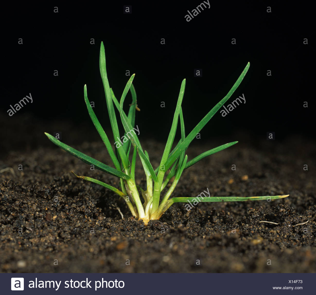 Poa Annua Annual Grass High Resolution Stock Photography and Images - Alamy