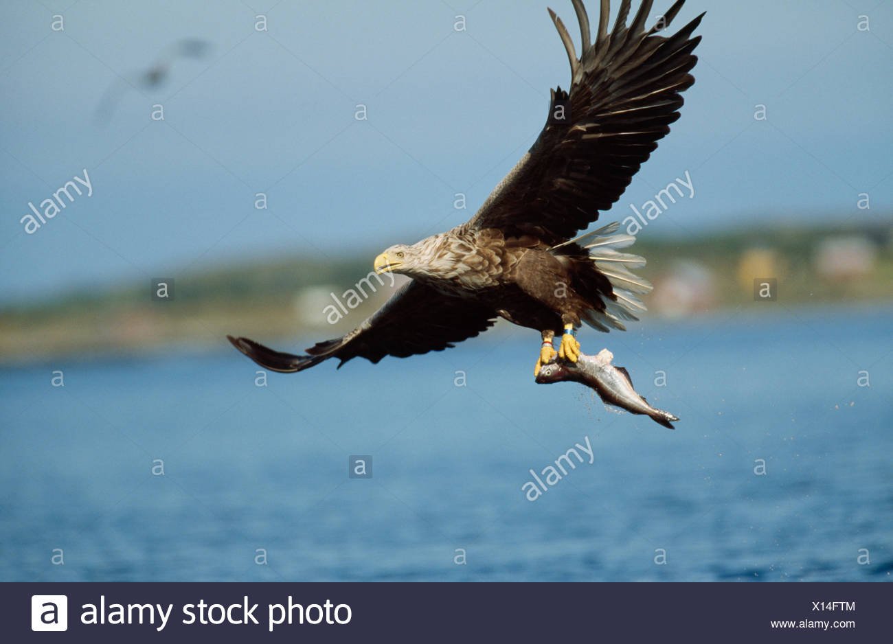 Eagle Carrying High Resolution Stock Photography and Images - Alamy