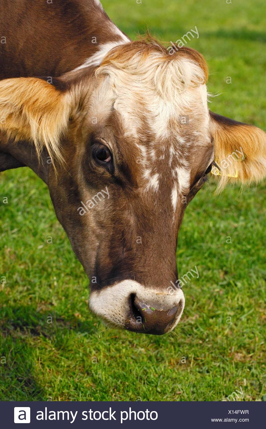 Hornless Cattle Stock Photos & Hornless Cattle Stock Images - Alamy