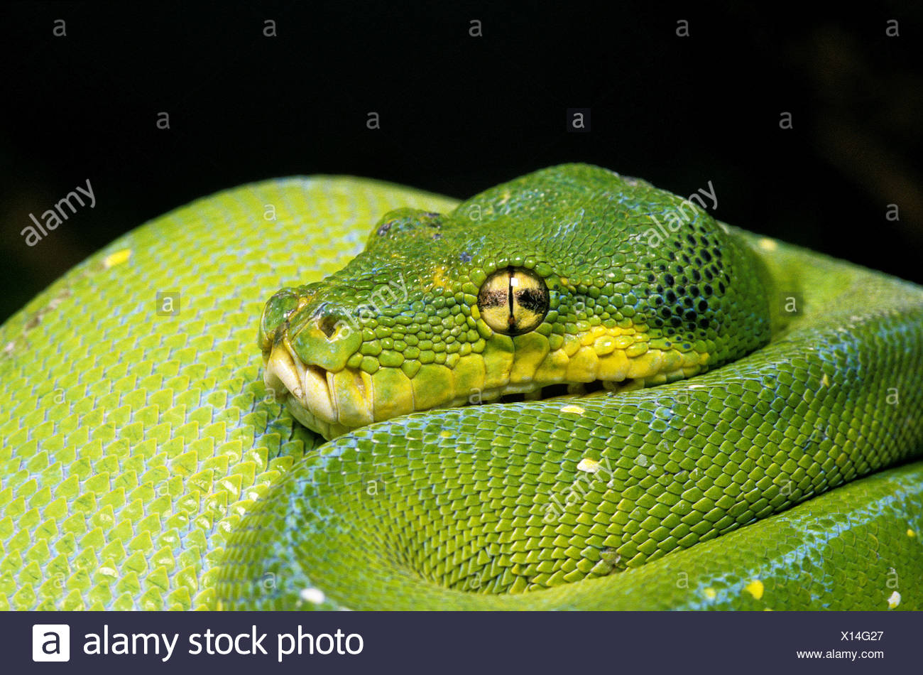 Close Up Portrait Format High Resolution Stock Photography and Images ...