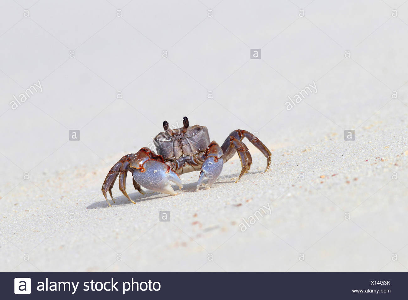 Ghost Crab Ocypode Cordimana Stock Photos & Ghost Crab Ocypode ...