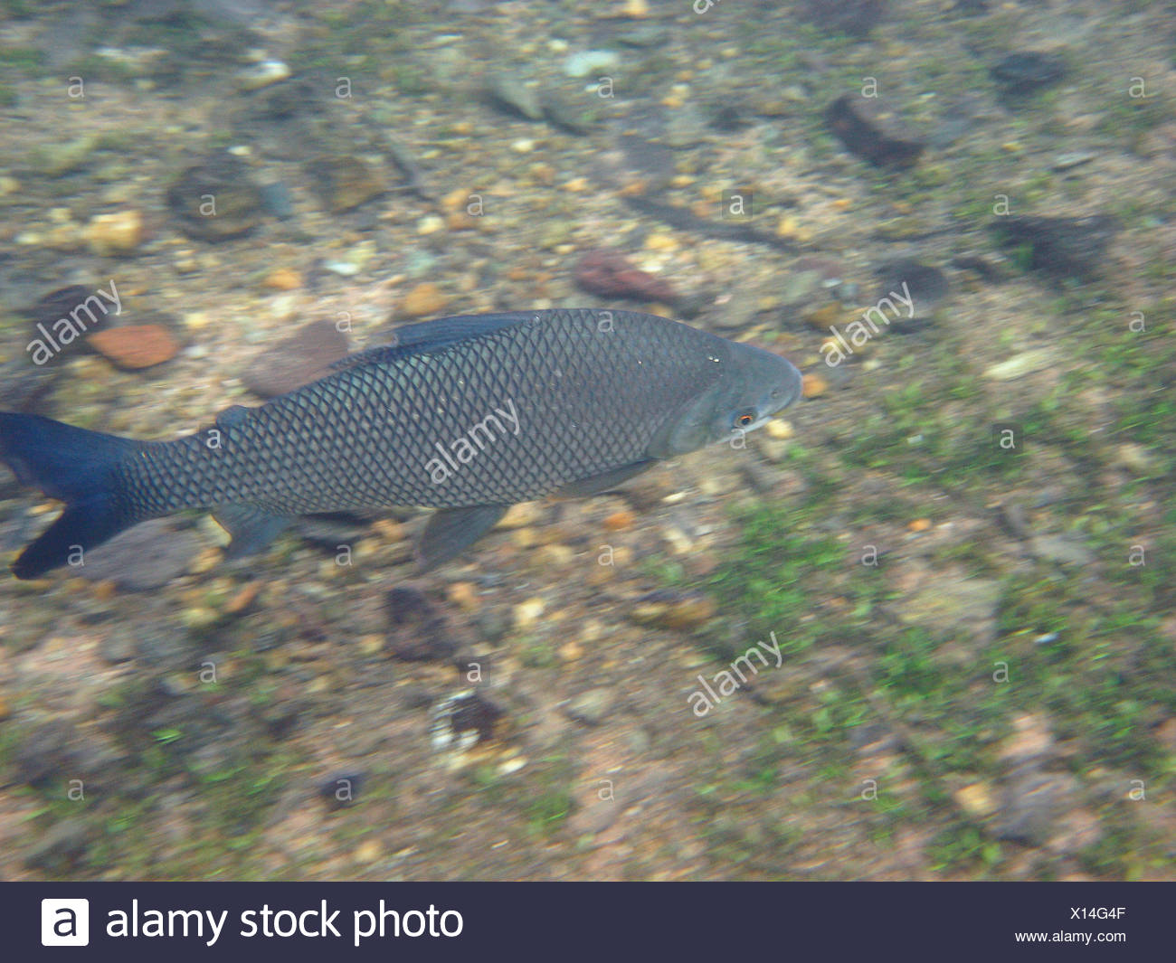 Prochilodus Lineatus Stock Photos & Prochilodus Lineatus Stock Images ...