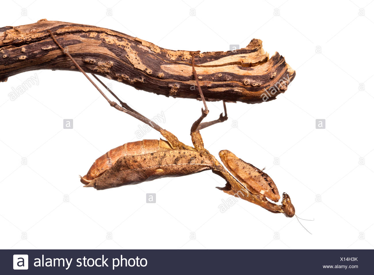 Hanging Vegetation High Resolution Stock Photography and Images - Alamy