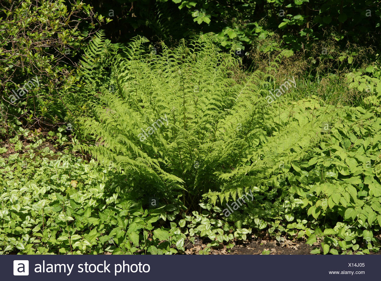 Lady Ferns Athyrium Filix Femina High Resolution Stock Photography and ...