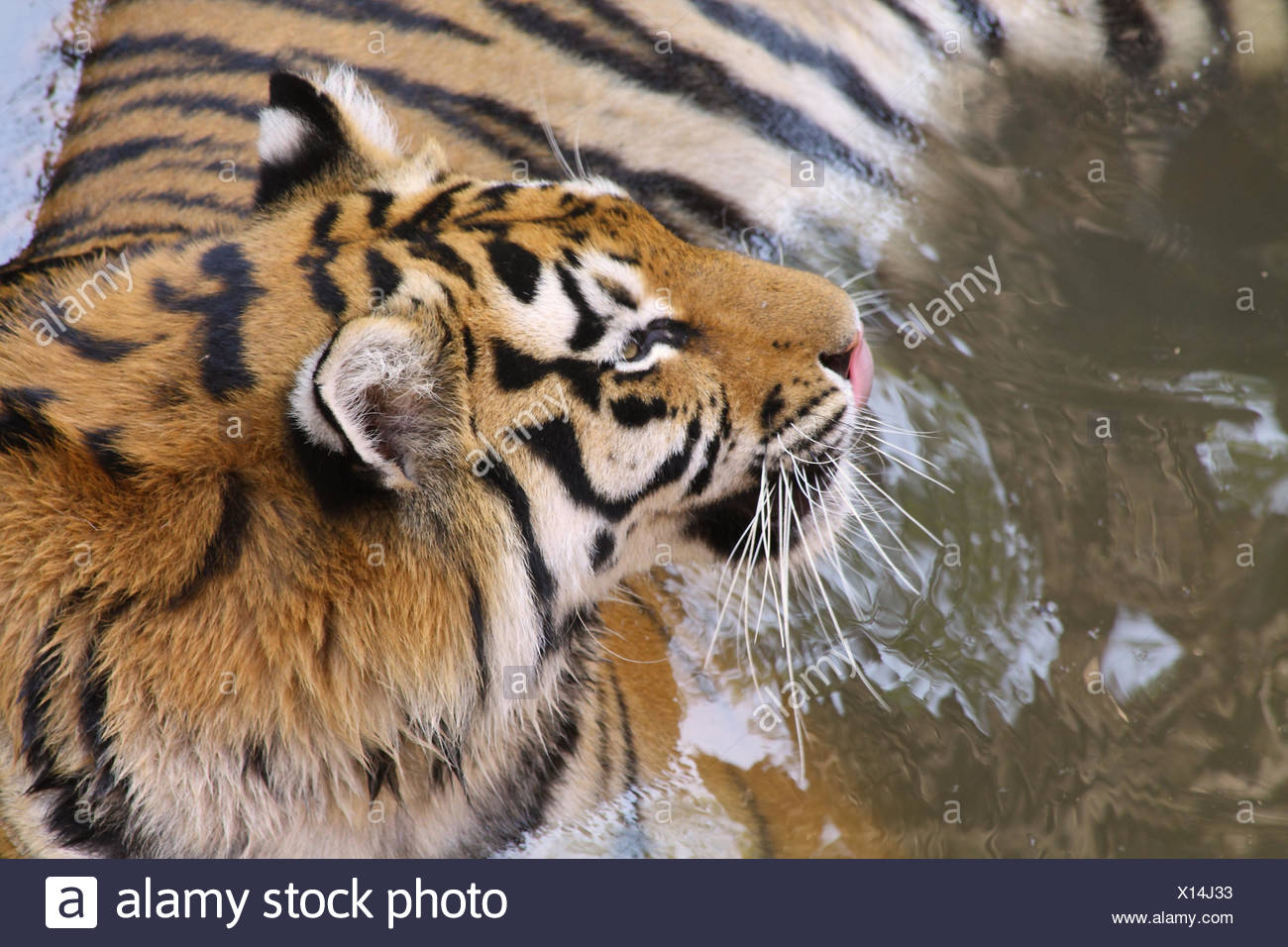 Tiger Tongue High Resolution Stock Photography and Images - Alamy