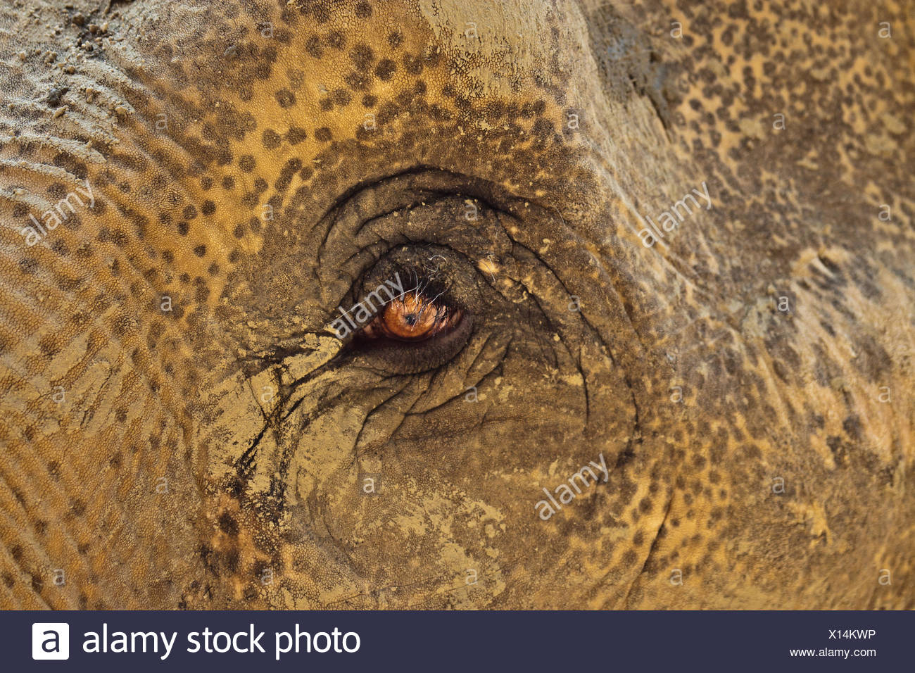 Elephant Eyes High Resolution Stock Photography and Images - Alamy