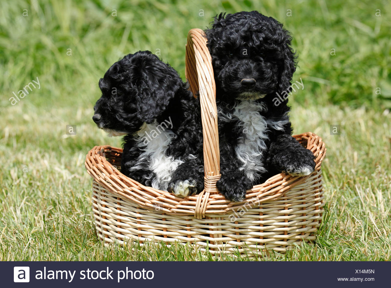 Cockapoo Black And White Cockapoo Cute High Resolution Stock ...