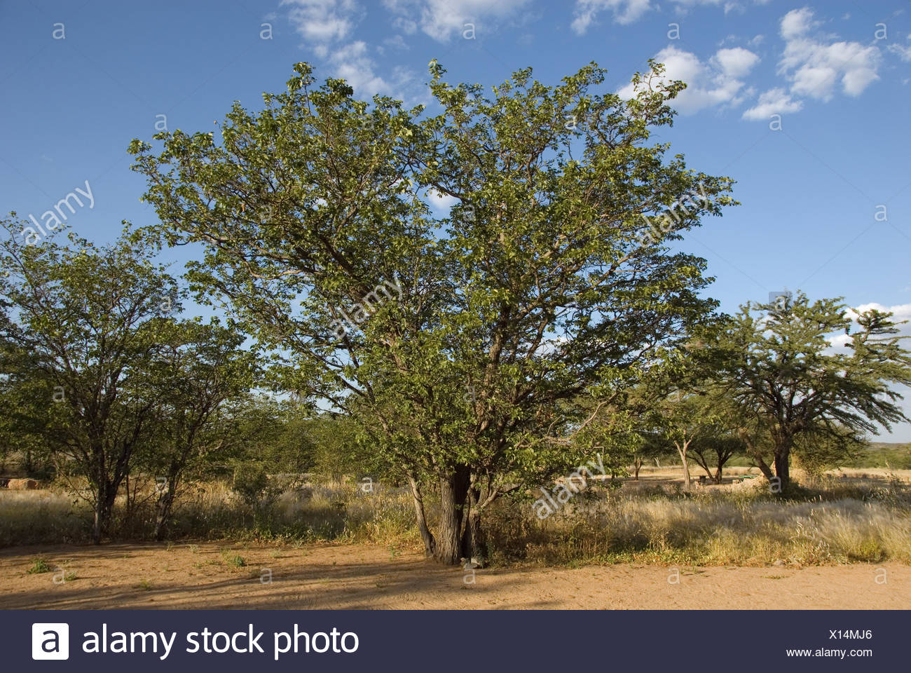 Mopane Tree Stock Photos & Mopane Tree Stock Images - Alamy