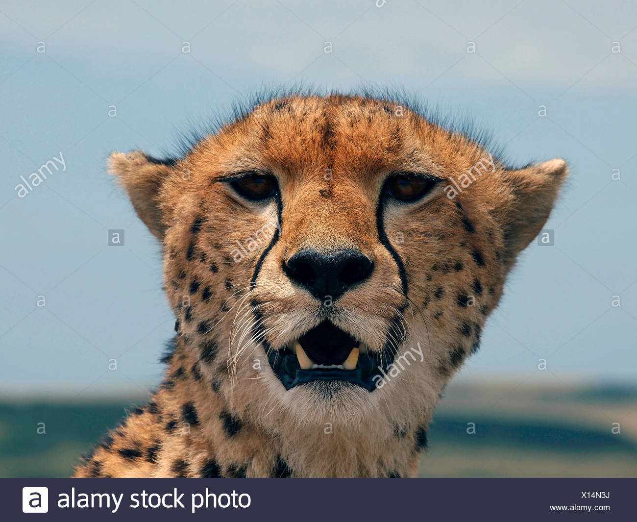 Cheetahs Open Mouth High Resolution Stock Photography and Images - Alamy