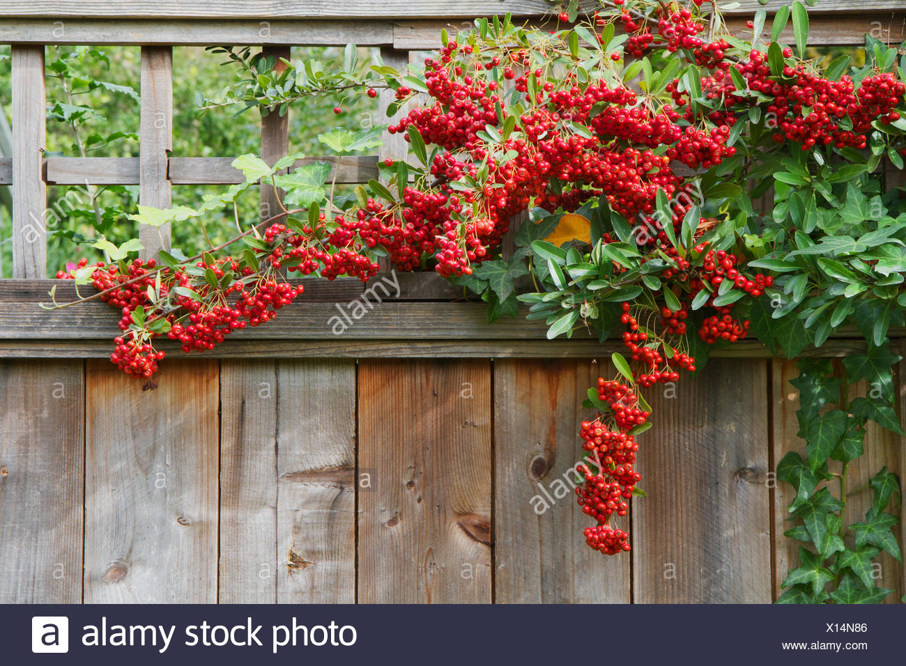 Pyracantha Berries High Resolution Stock Photography and Images - Alamy
