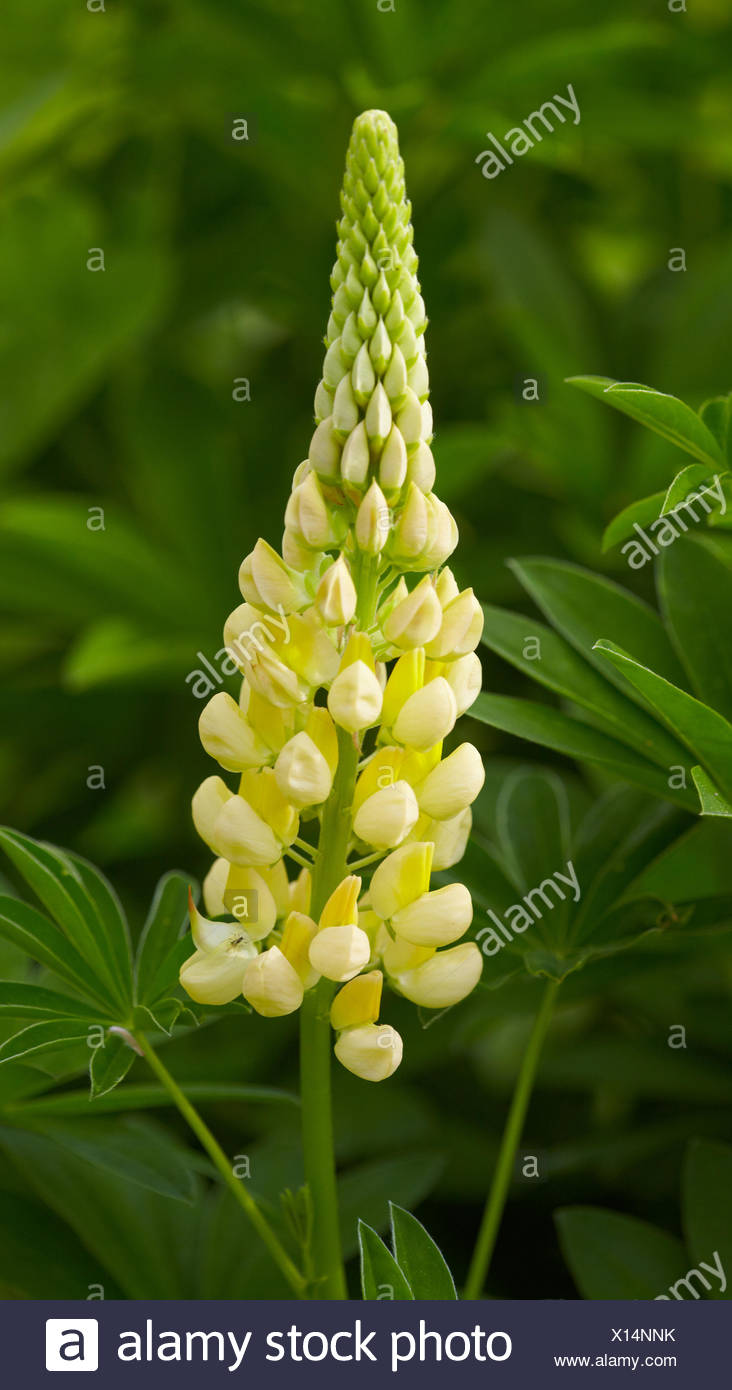 White Lupin High Resolution Stock Photography and Images - Alamy