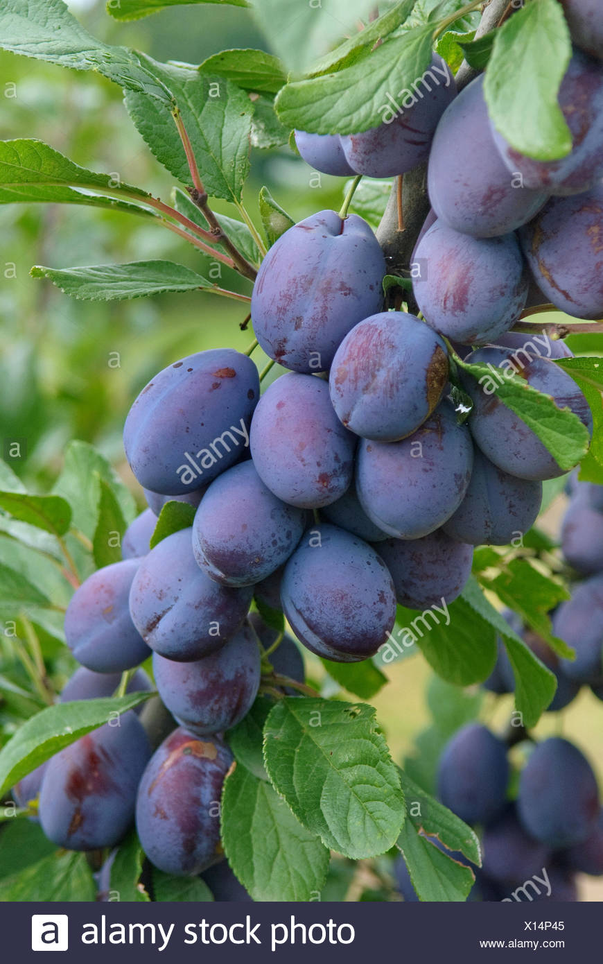 European Plum Prunus Domestica Stock Photos & European Plum Prunus ...