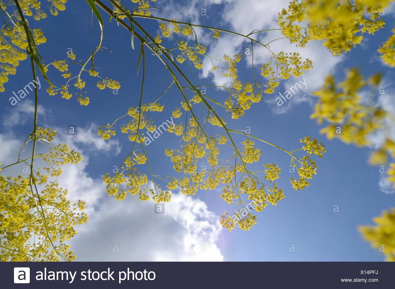 Blue Woad High Resolution Stock Photography and Images - Alamy