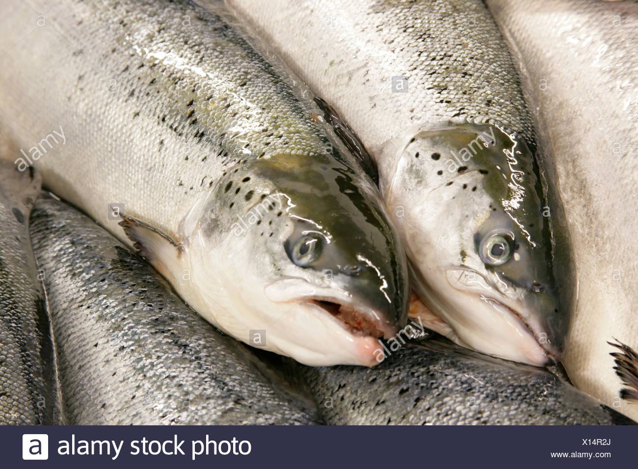 Scottish Salmon Stock Photos & Scottish Salmon Stock Images - Alamy