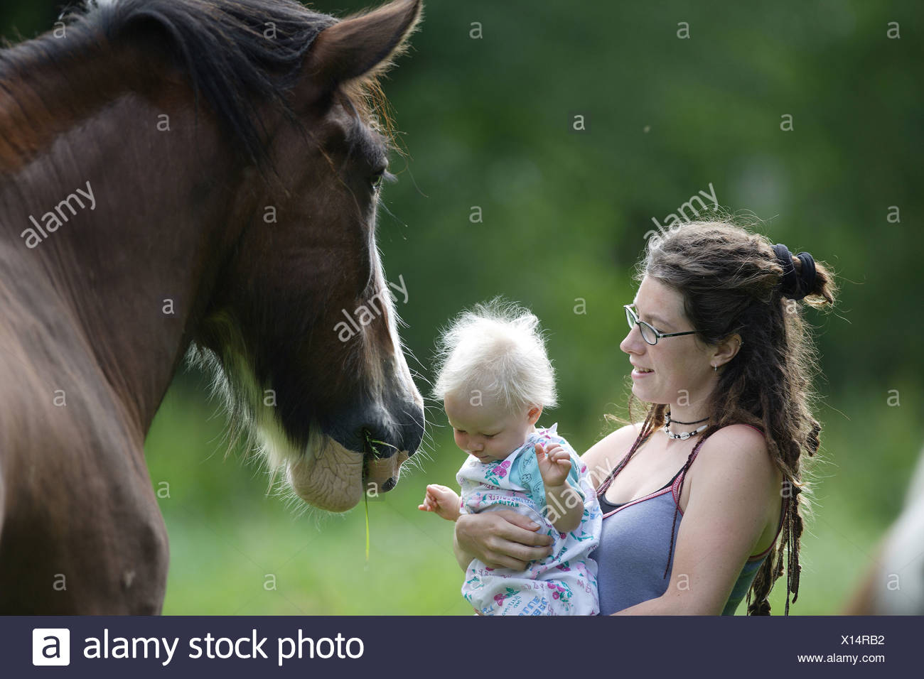 Shire Horse Human High Resolution Stock Photography and Images - Alamy