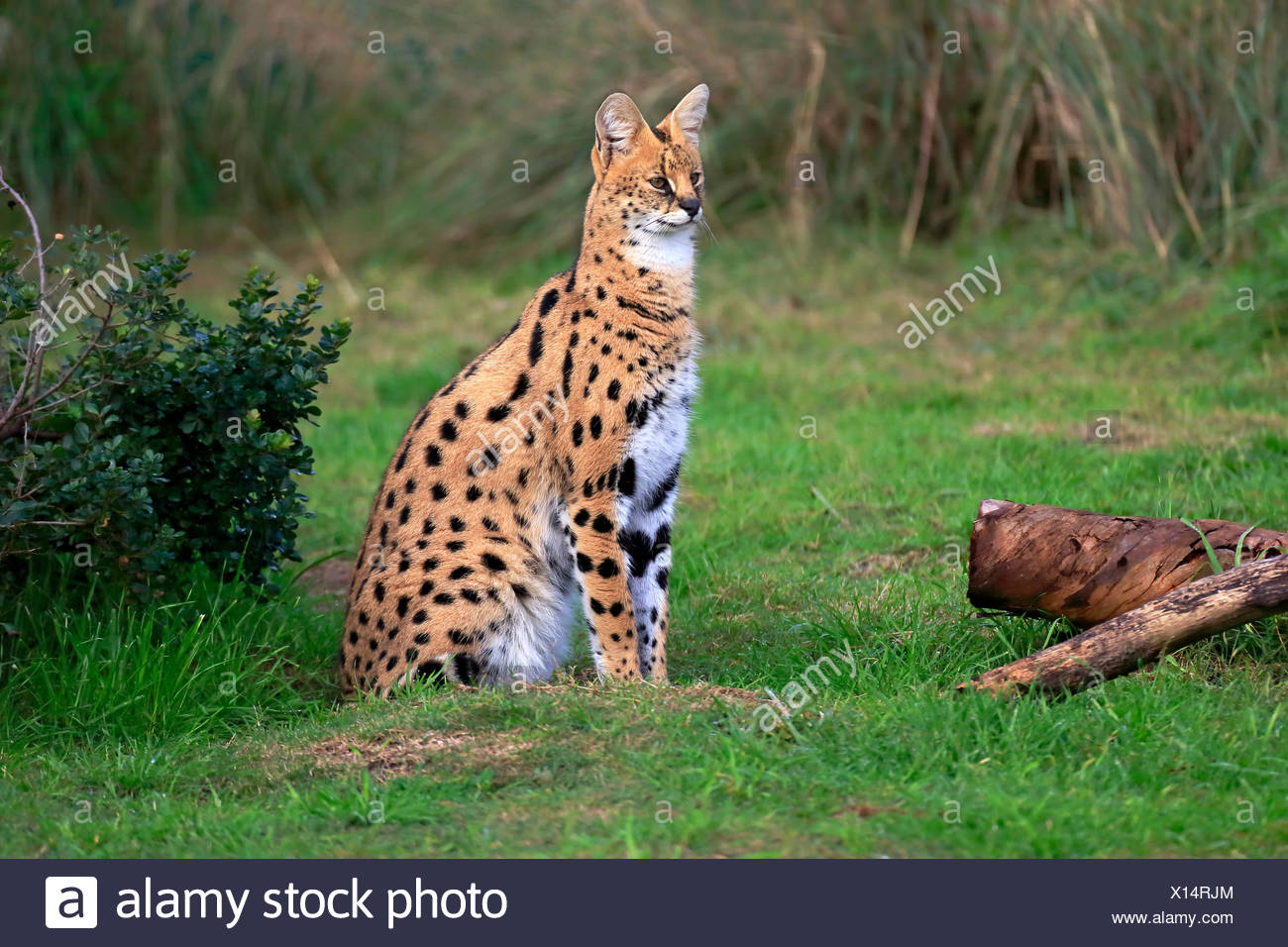 Serval Felis Serval High Resolution Stock Photography and Images - Alamy
