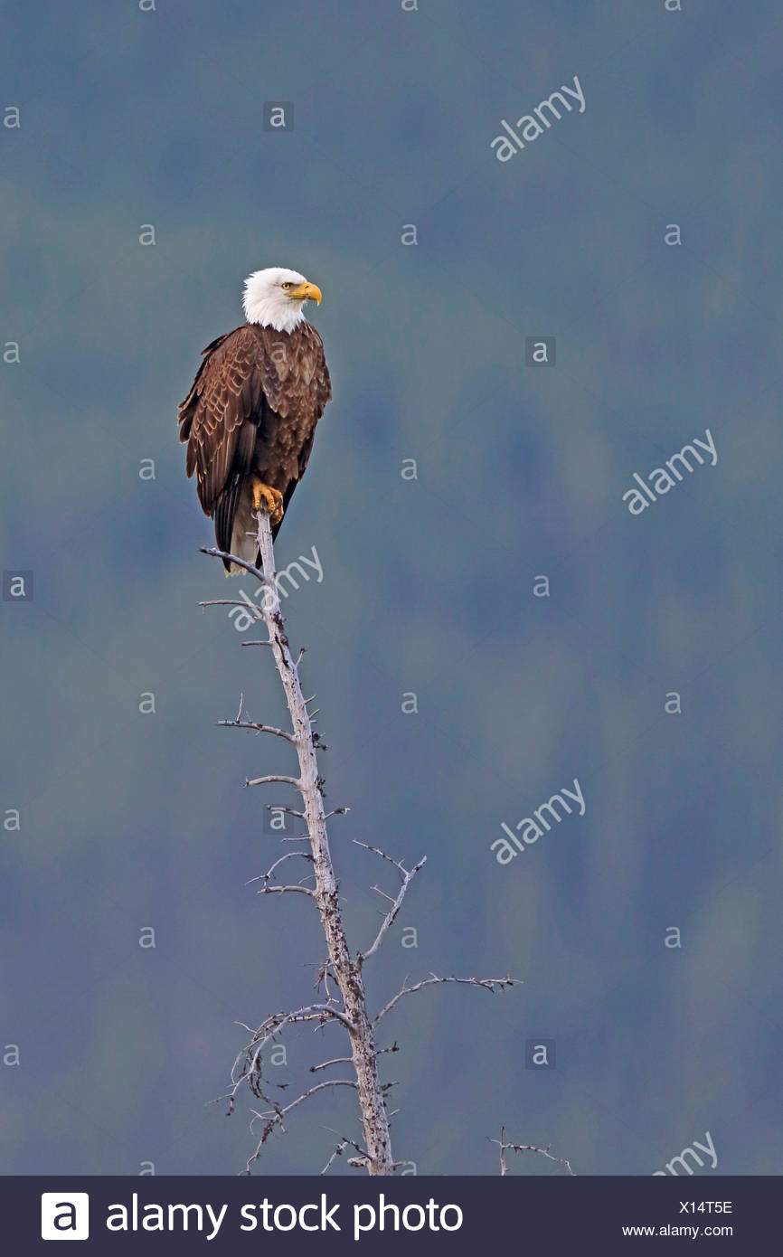 Dead Bald Eagle High Resolution Stock Photography and Images - Alamy