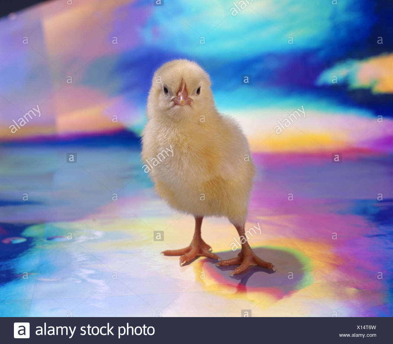 White Chicken Yellow Feet High Resolution Stock Photography and Images ...
