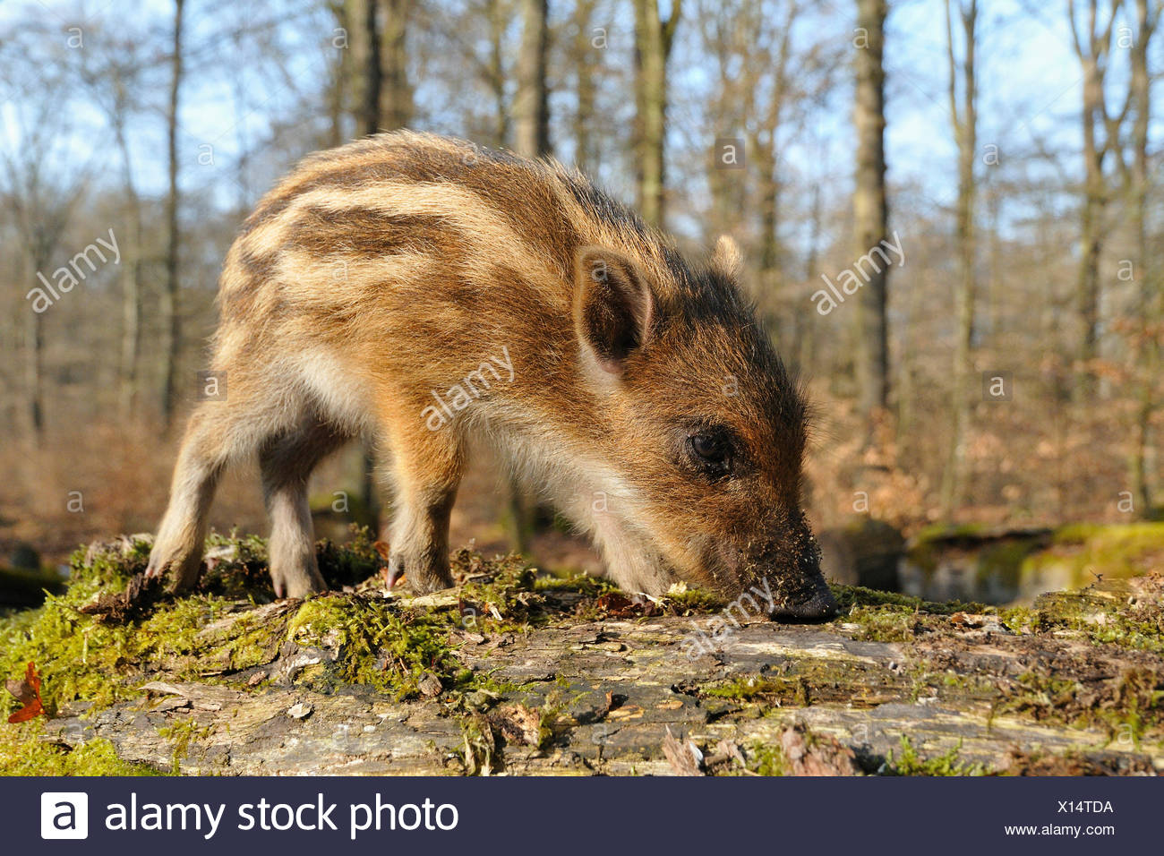 Shoat Stock Photos & Shoat Stock Images - Alamy