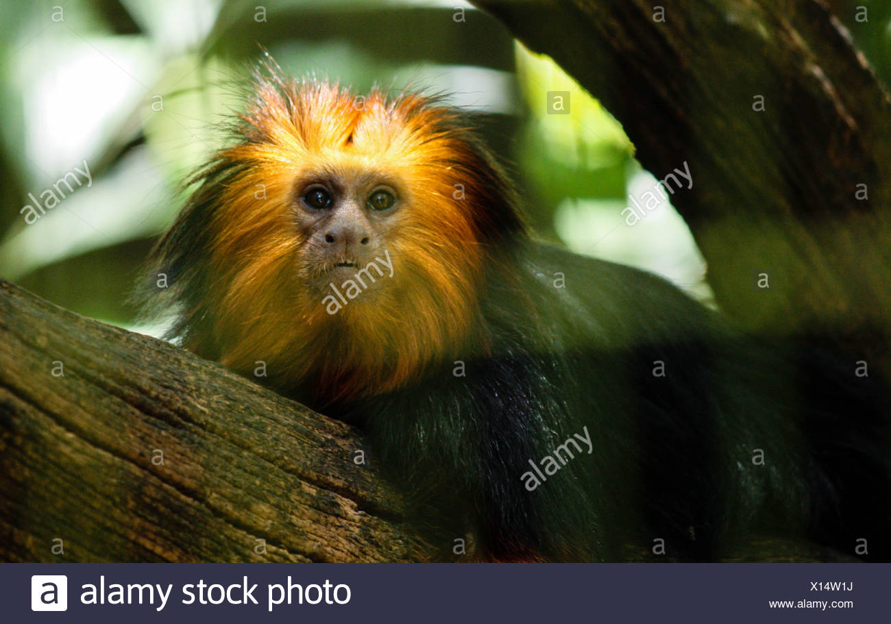 Tamarin High Resolution Stock Photography and Images - Alamy