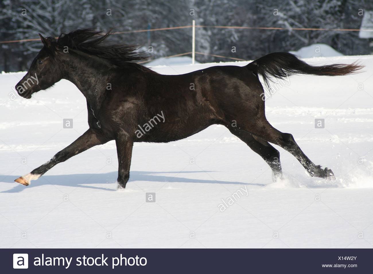 Arabian Horses Running High Resolution Stock Photography and Images - Alamy