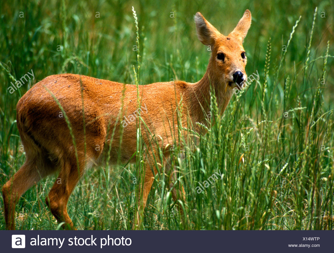 Moschiferus High Resolution Stock Photography and Images - Alamy