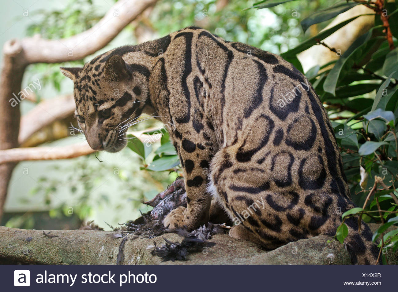 Clouded Leopards Stock Photos & Clouded Leopards Stock Images - Alamy