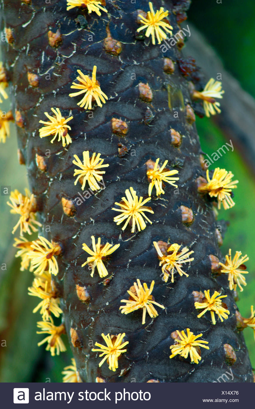 Seychelles Flowers Stock Photos & Seychelles Flowers Stock Images - Alamy