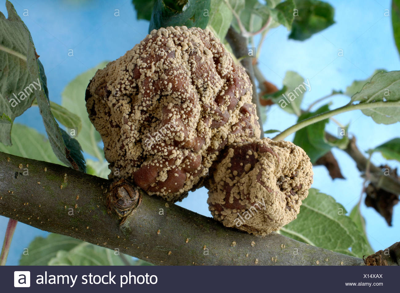 Brown Rot High Resolution Stock Photography and Images - Alamy