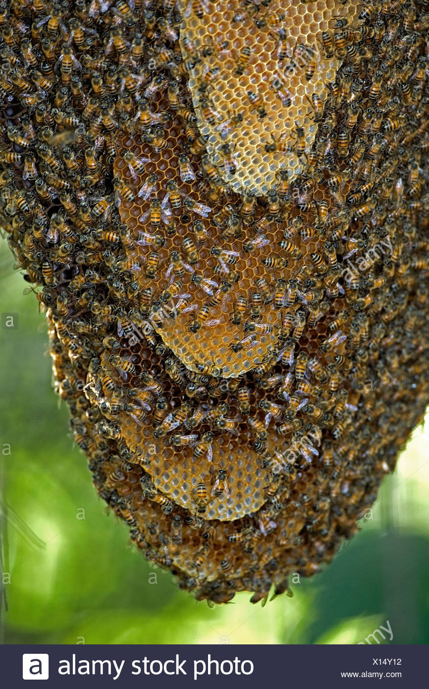 Africanized Honey Bees High Resolution Stock Photography and Images - Alamy