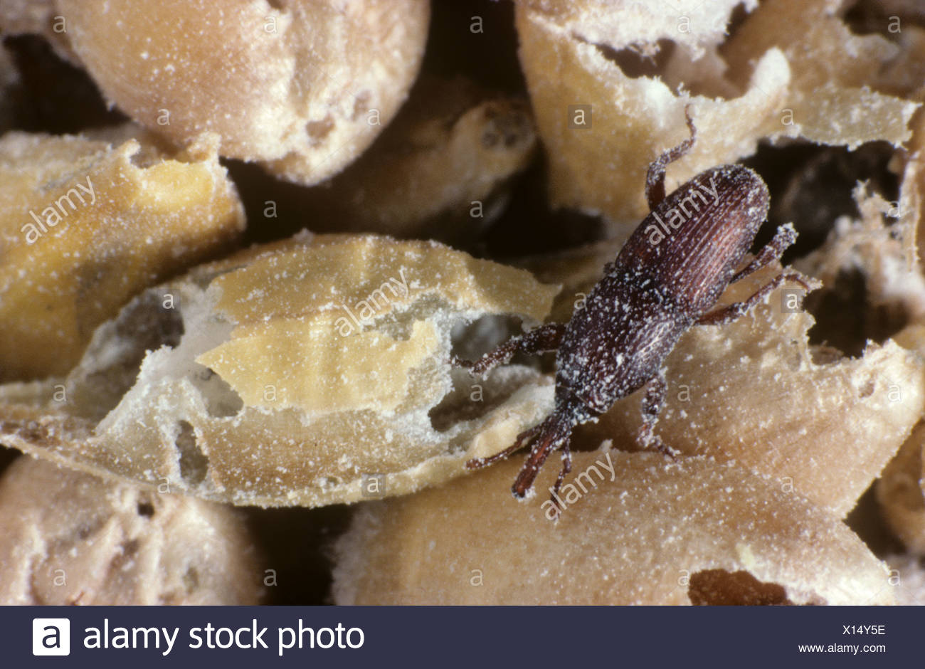 Sitophilus Granarius Stock Photos & Sitophilus Granarius Stock Images ...