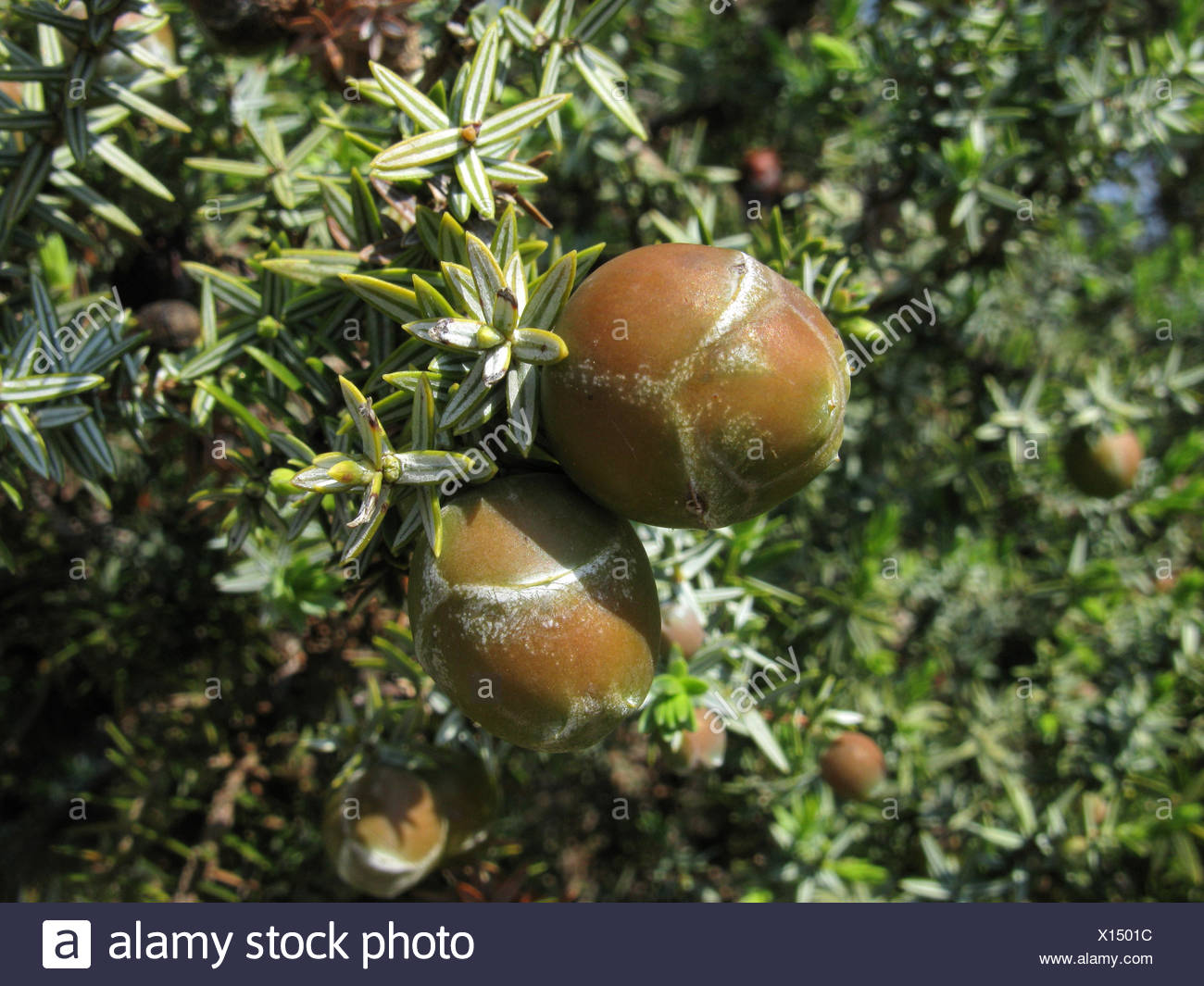 Juniperus Oxycedrus Macrocarpa High Resolution Stock Photography and ...