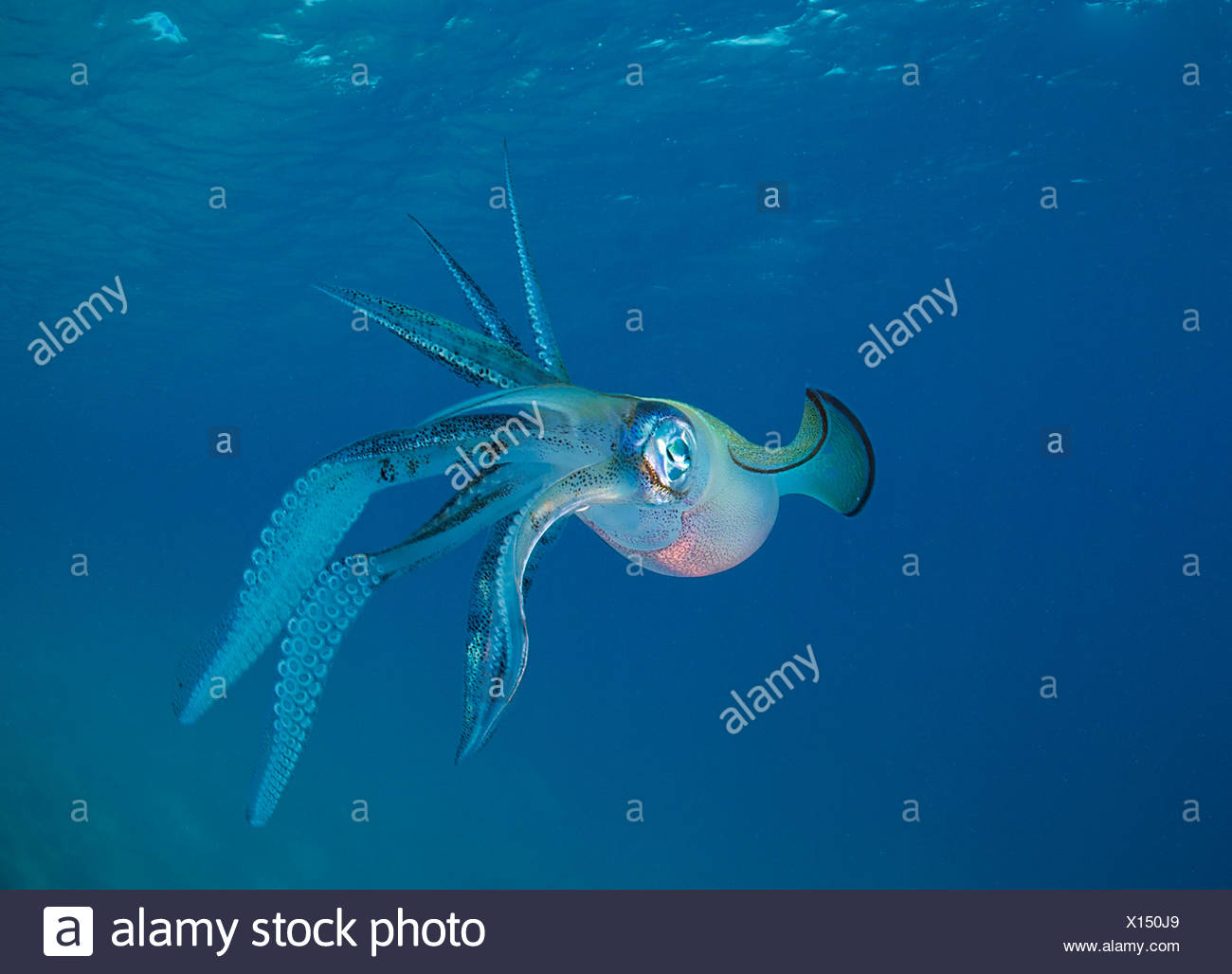 Bigfin Squid High Resolution Stock Photography and Images - Alamy