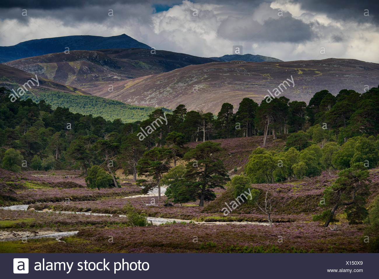 The Caledonian Forest Stock Photos & The Caledonian Forest Stock Images ...