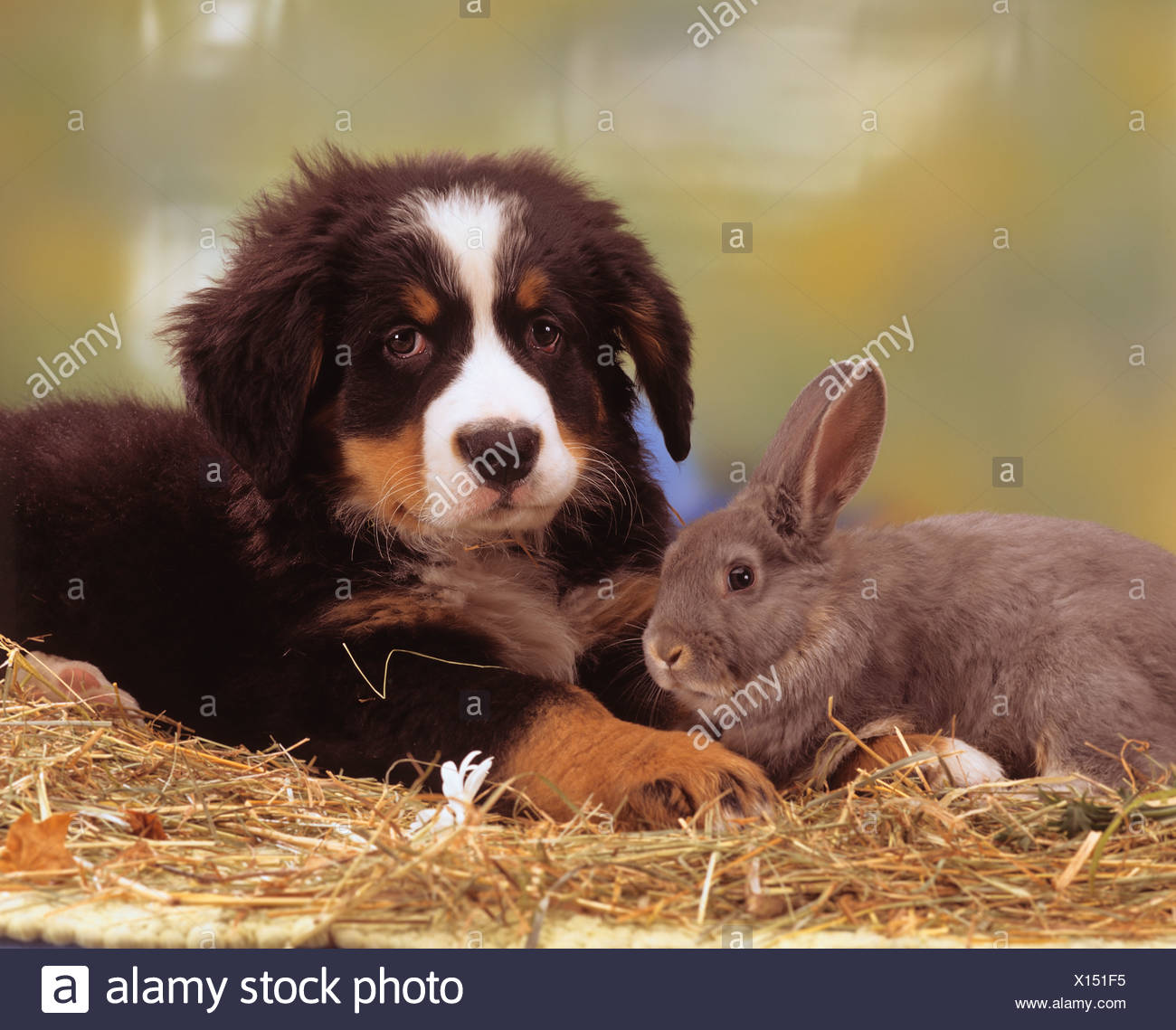 Rabbits Dog High Resolution Stock Photography and Images - Alamy